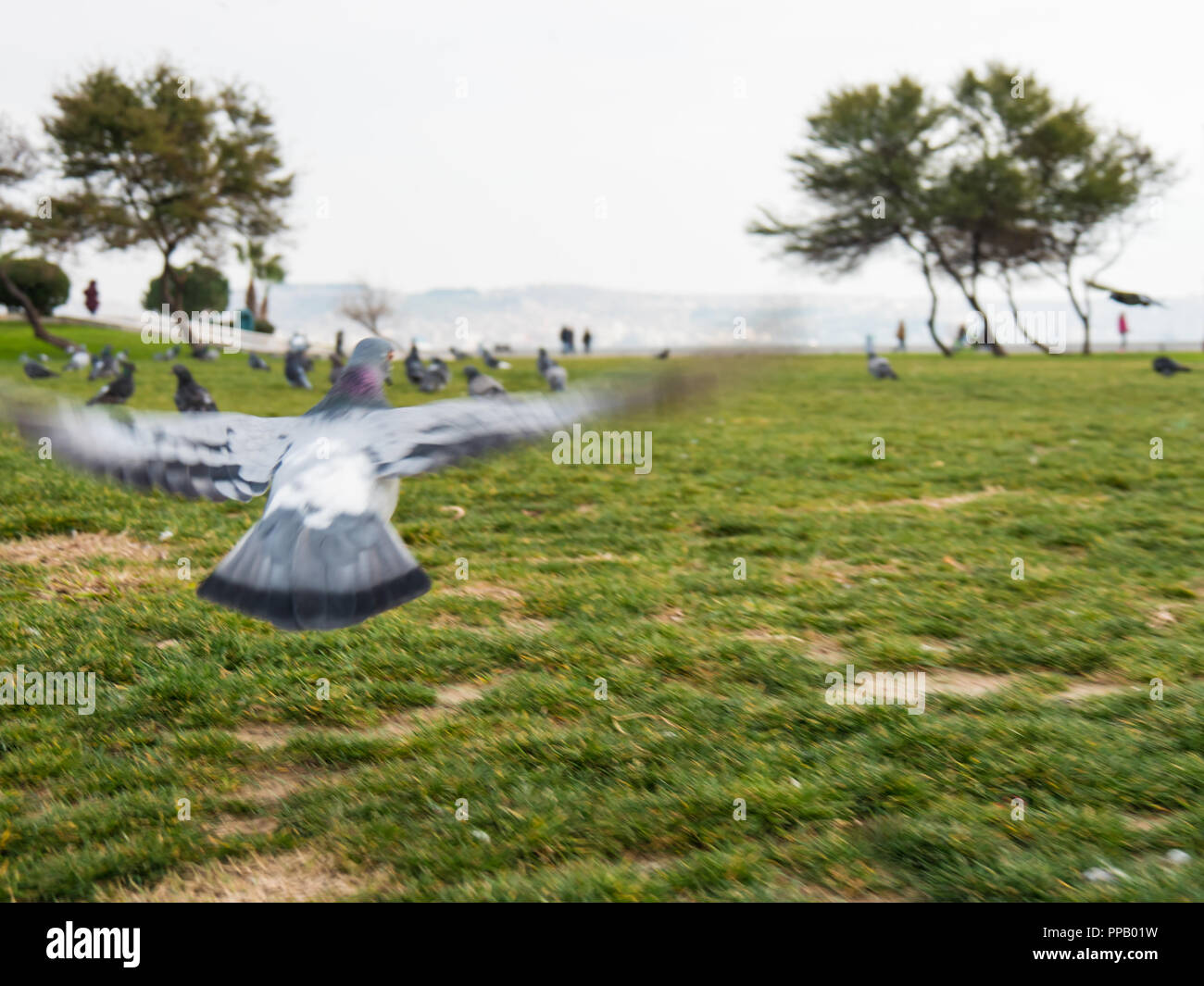 Pigeon from back view in flight with the Wings opened wide over City ...