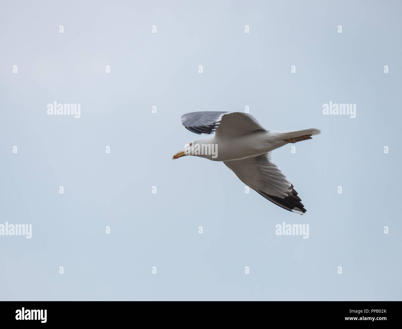 Single seagull flying in a blue sky background Stock Photo - Alamy
