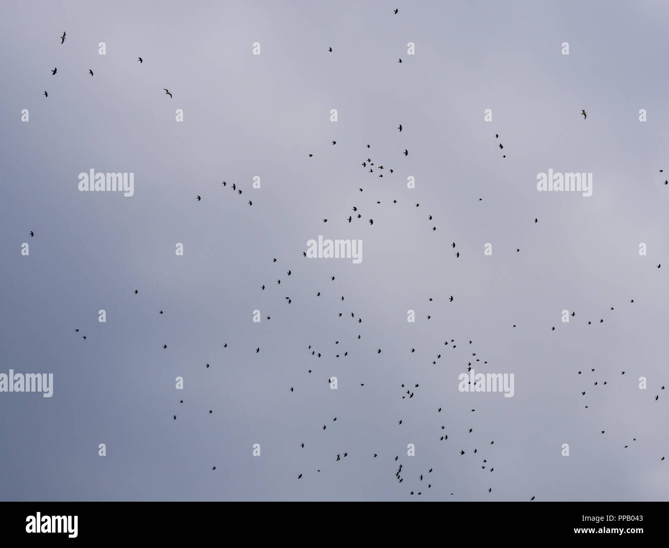 A lot of birds in the sky,space background,texture Stock Photo - Alamy
