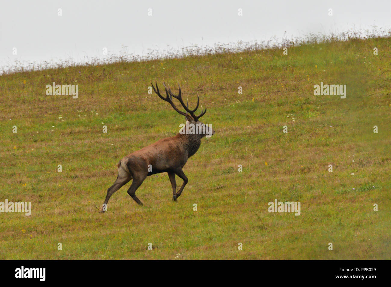 Stag walking on meadow in deer rut season Stock Photo - Alamy