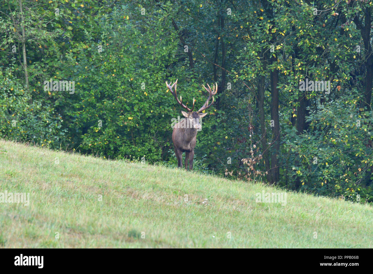 Stag walking on meadow in deer rut season Stock Photo - Alamy