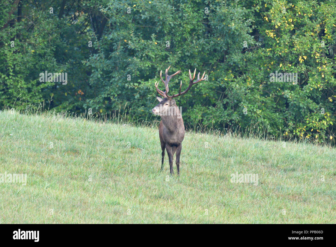 Stag walking on meadow in deer rut season Stock Photo - Alamy
