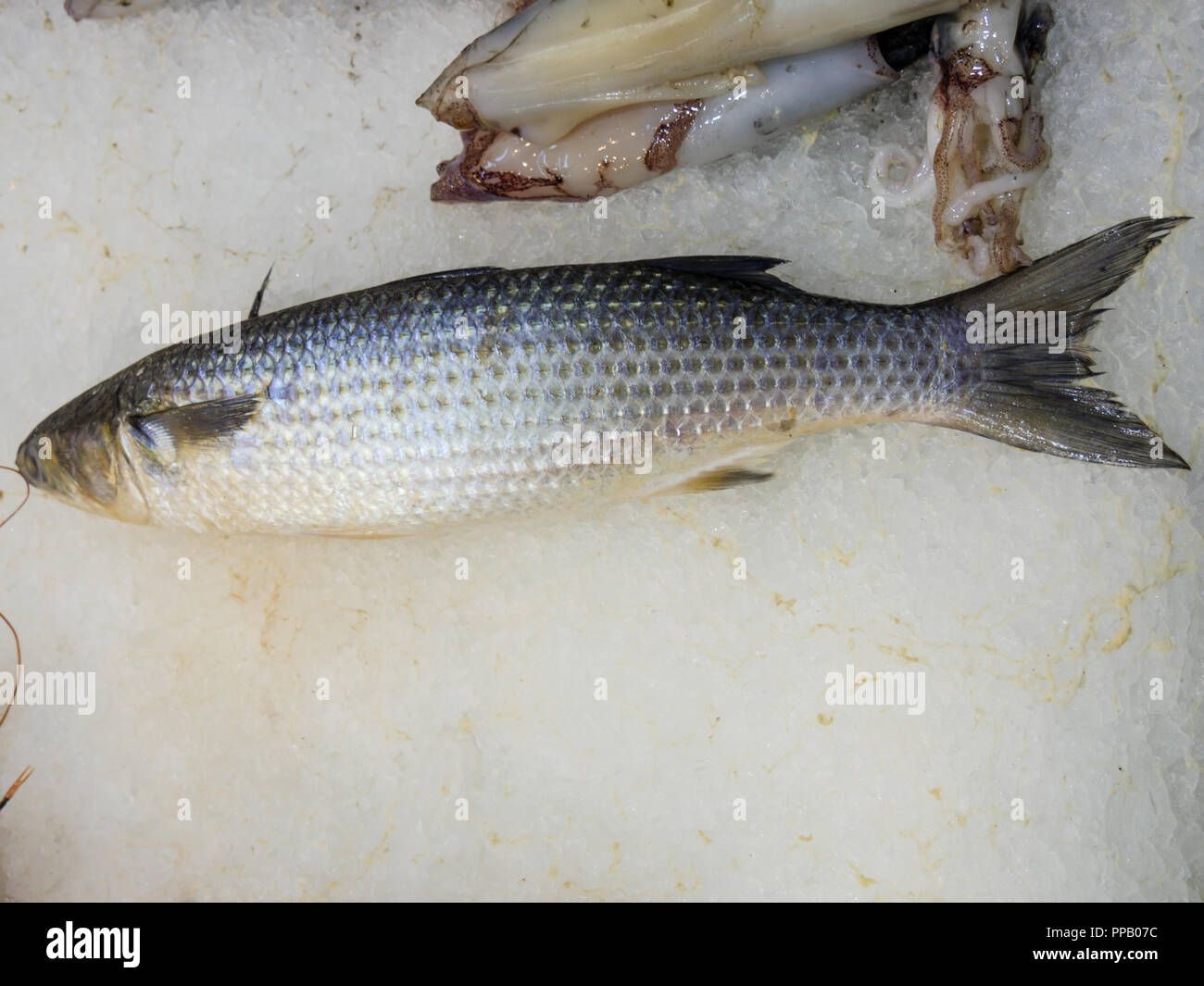 Mullet on ice hi-res stock photography and images - Alamy