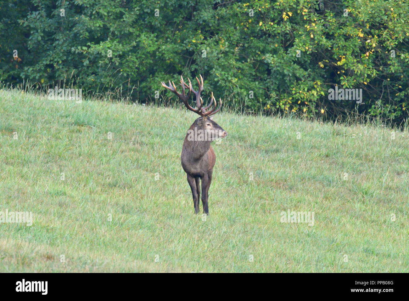 Stag walking on meadow in deer rut season Stock Photo - Alamy
