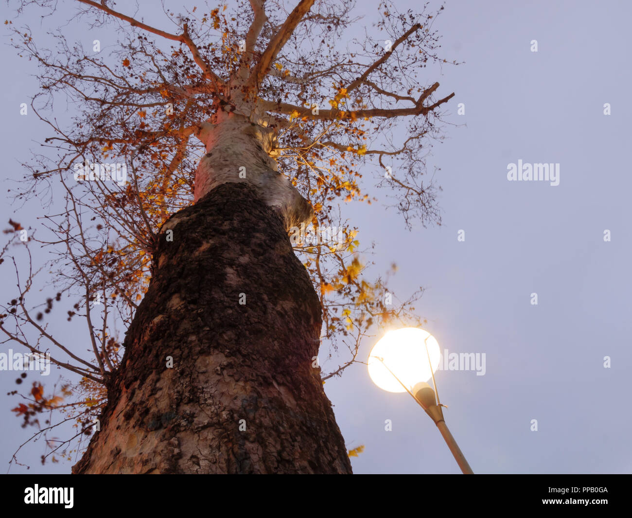 tree, streetlight and sky background at dawn Stock Photo - Alamy