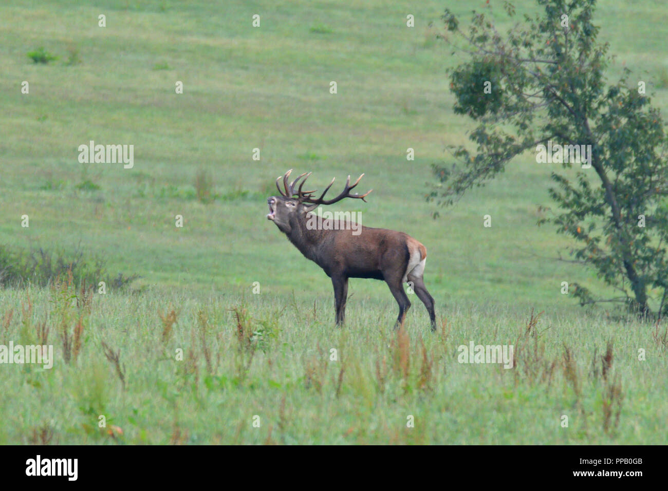 Stag walking on meadow in deer rut season Stock Photo - Alamy