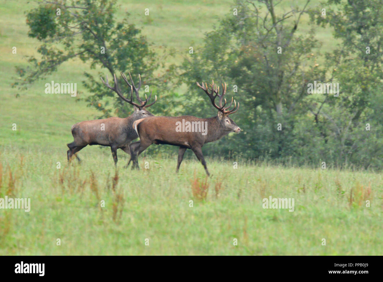 Stag walking on meadow in deer rut season Stock Photo - Alamy