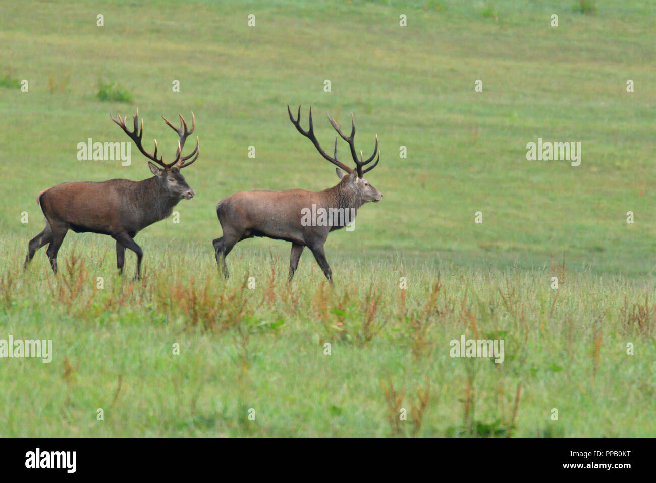 Deers stag in rut season on the meadow Stock Photo - Alamy