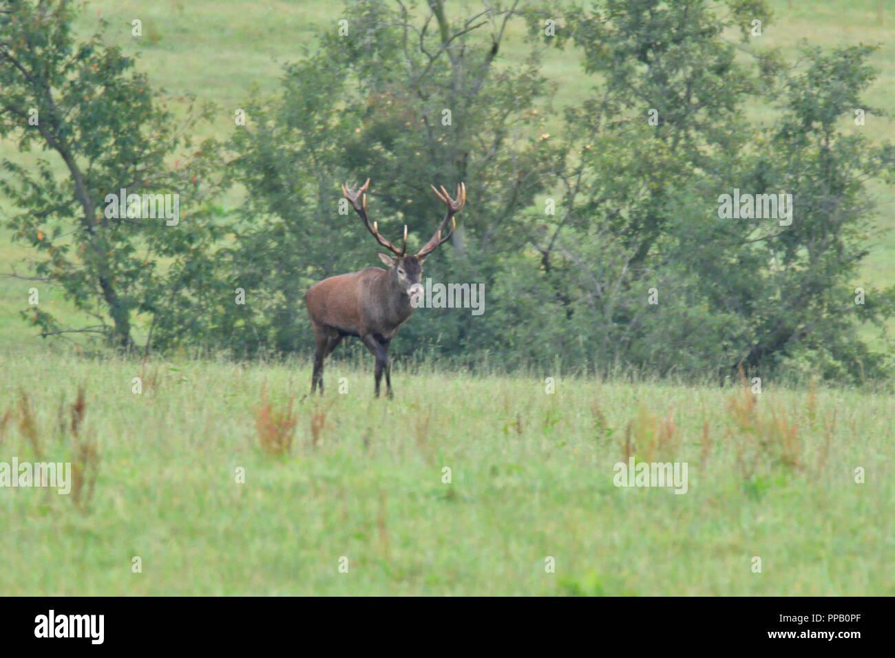 Stag walking on meadow in deer rut season Stock Photo - Alamy