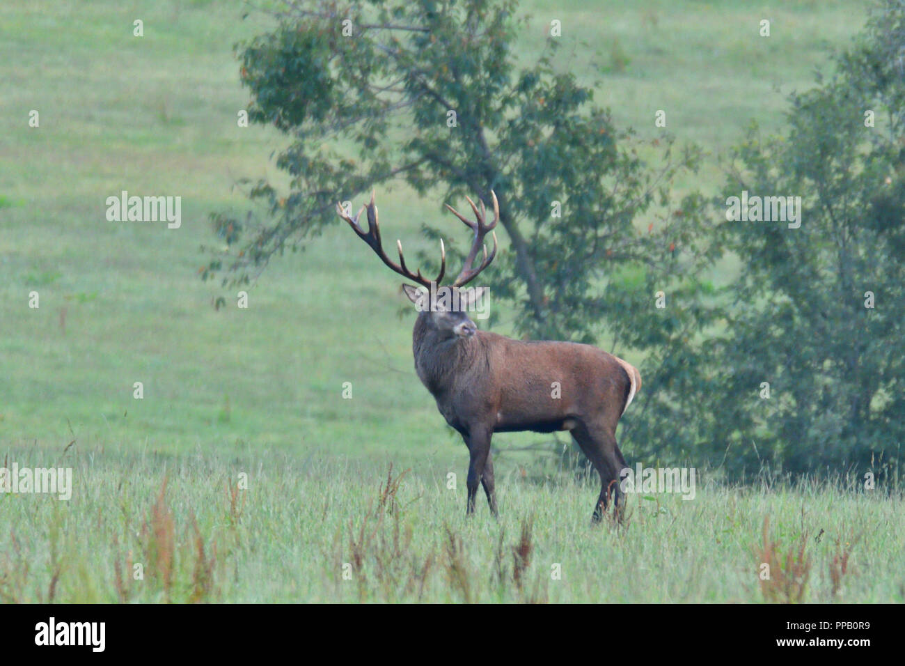 Deers stag in rut season on the meadow Stock Photo - Alamy