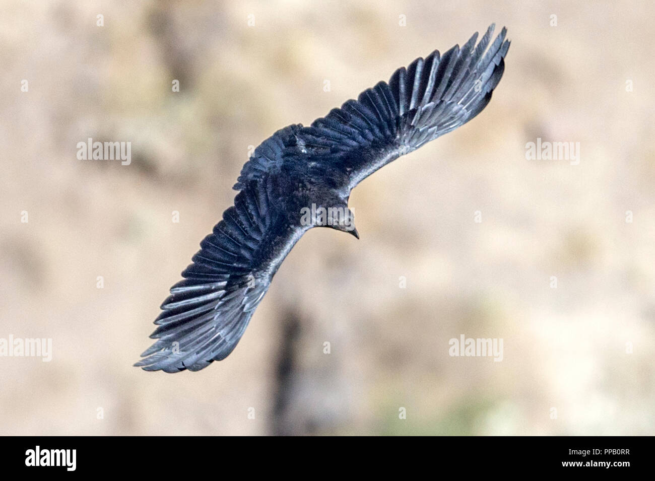 Fan-tailed Raven, Corvus rhipidurus, Lalibela, Ethiopia Stock Photo - Alamy