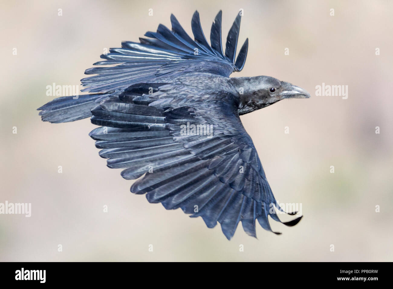 Fan-tailed Raven, Corvus rhipidurus, Lalibela, Ethiopia Stock Photo - Alamy