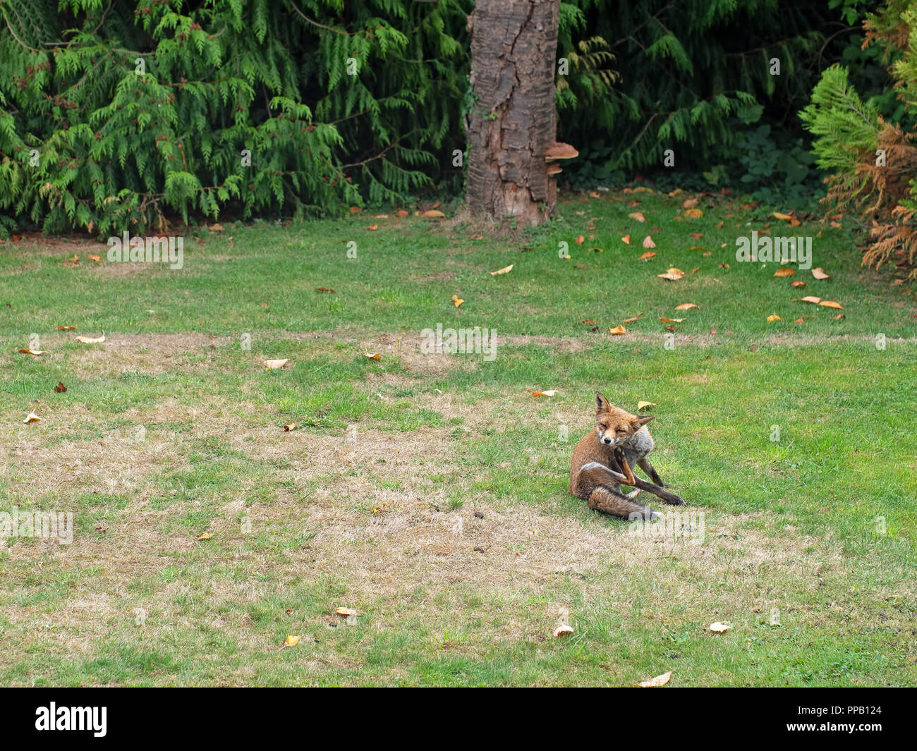 London urban fox, feral, in garden, enjoying a scratch Stock Photo - Alamy