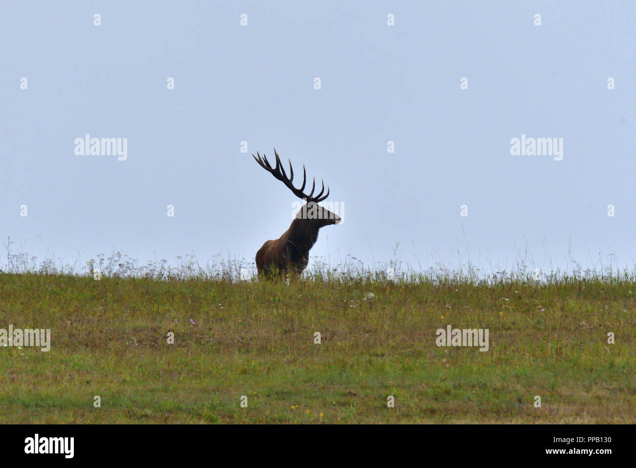 Stag walking on meadow in deer rut season Stock Photo - Alamy