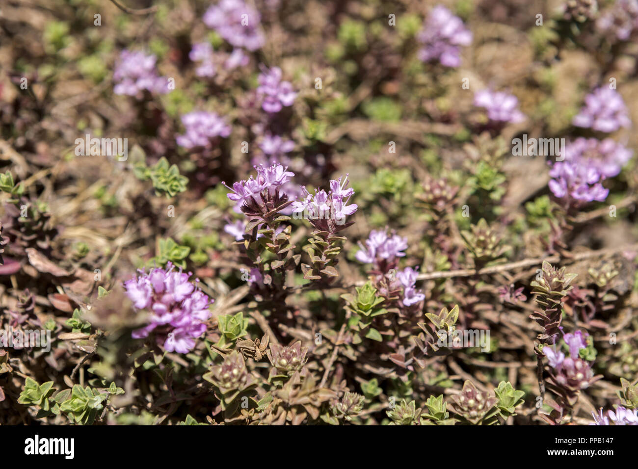 Ethiopia national flower hi-res stock photography and images - Alamy