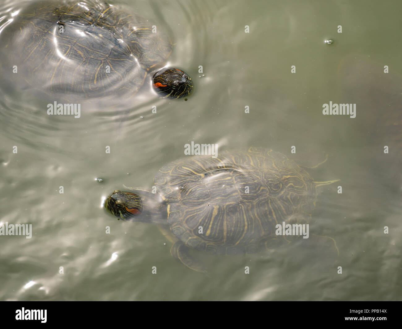 Two swimming turtles hi-res stock photography and images - Alamy