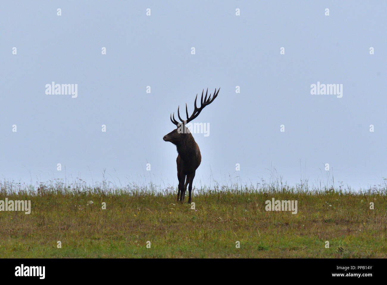 Stag walking on meadow in deer rut season Stock Photo - Alamy