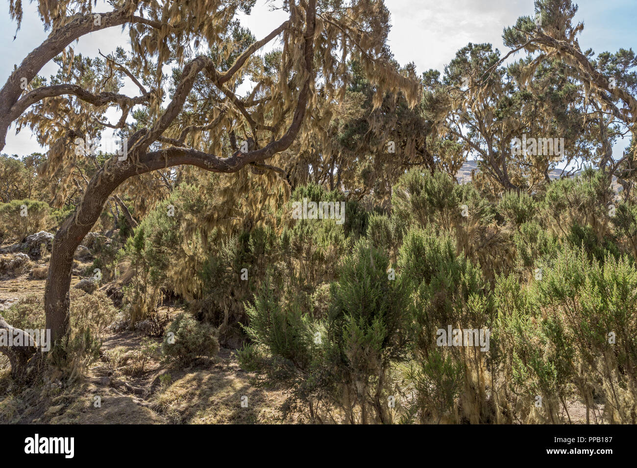 Ethiopia flora hi-res stock photography and images - Alamy