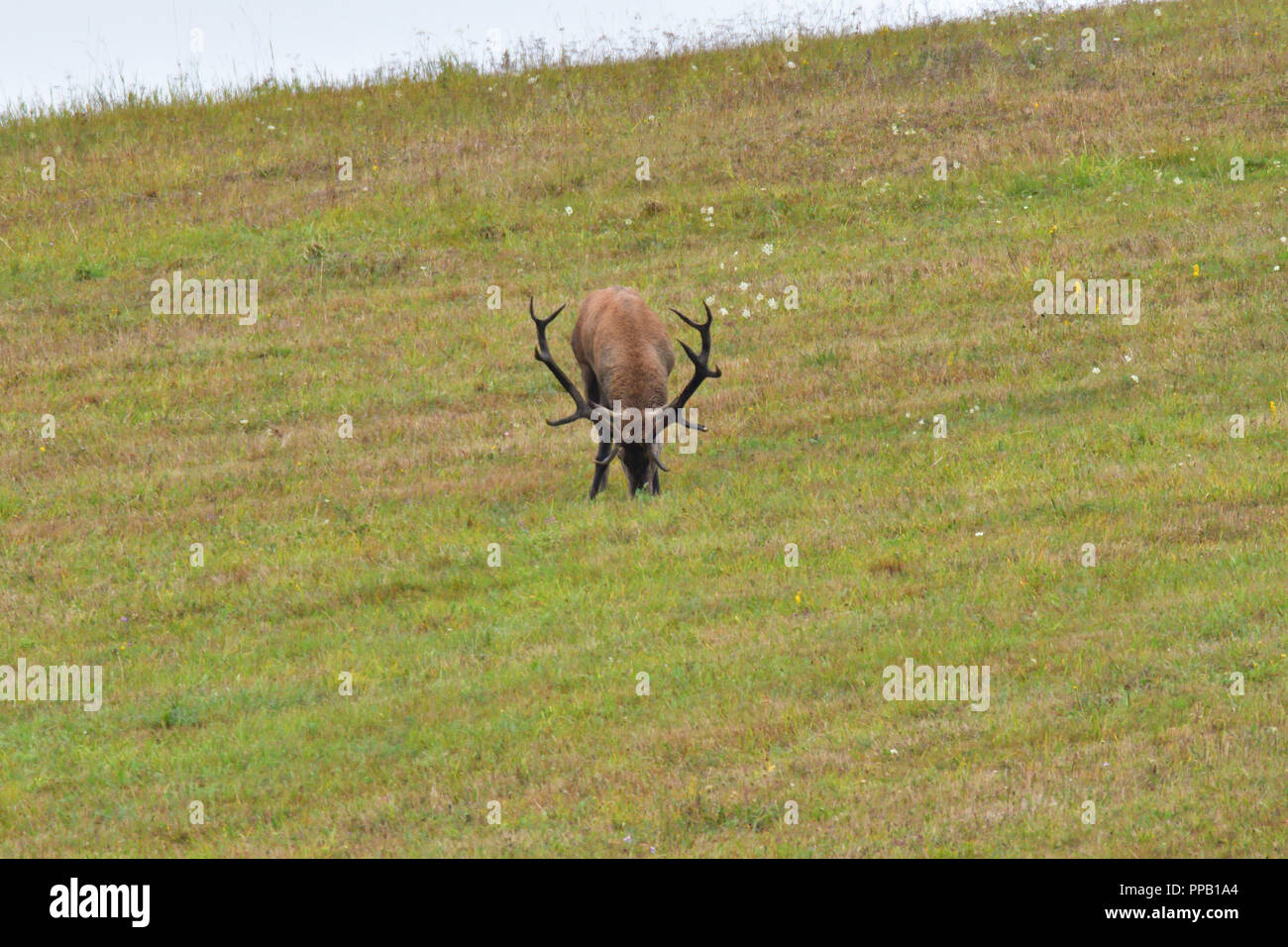 Stag walking on meadow in deer rut season Stock Photo - Alamy