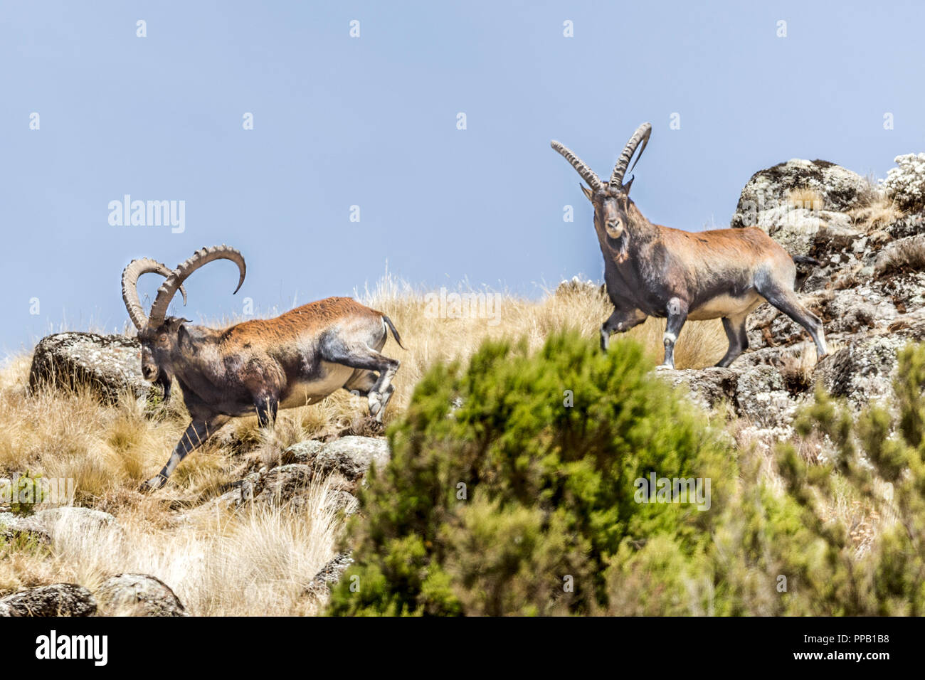 Male Walia Ibexes aka Abyssinian ibex, (Capra walie). Simiens National ...
