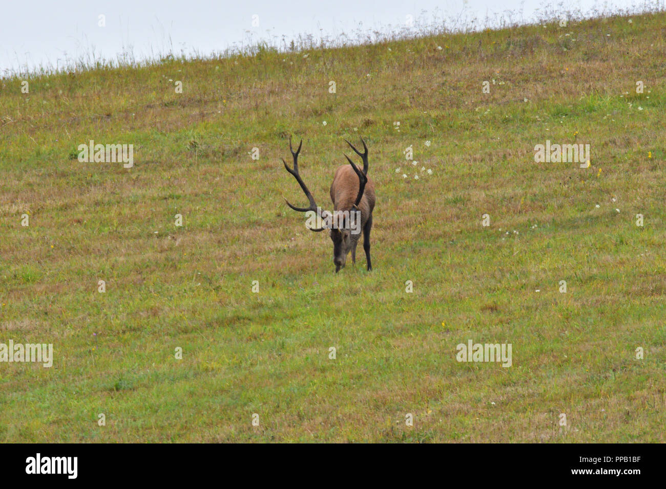 Deers stag in rut season on the meadow Stock Photo - Alamy