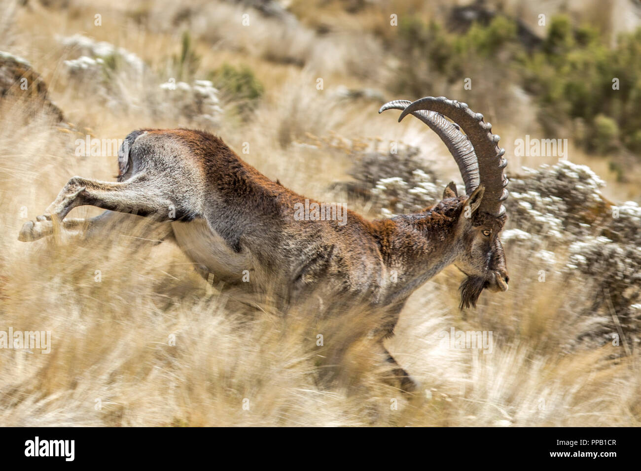 Male Walia Ibex aka Abyssinian ibex, (Capra walie) running down ...