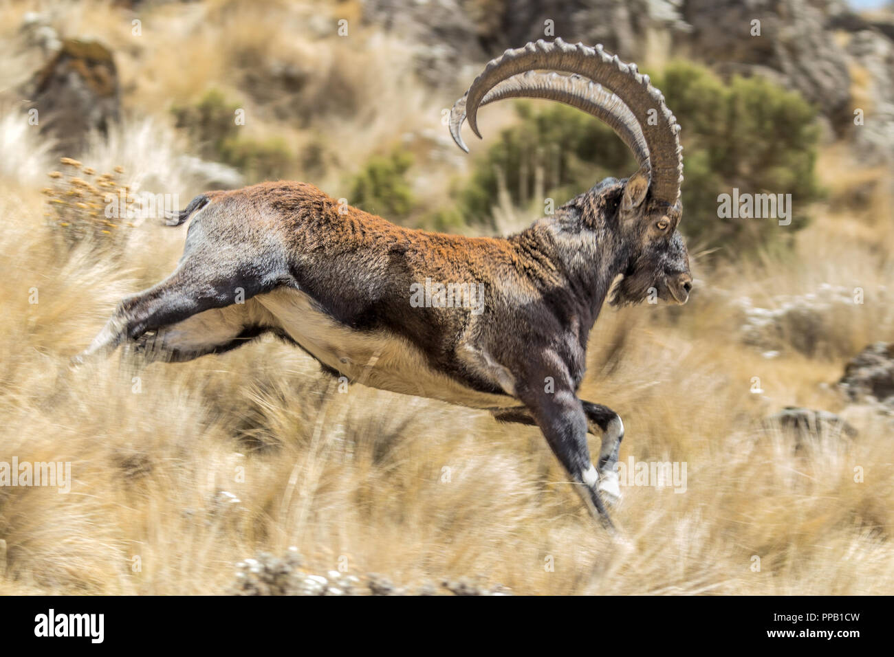 Male Walia Ibex aka Abyssinian ibex, (Capra walie) running down ...