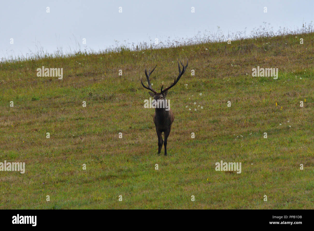 Stag walking on meadow in deer rut season Stock Photo - Alamy