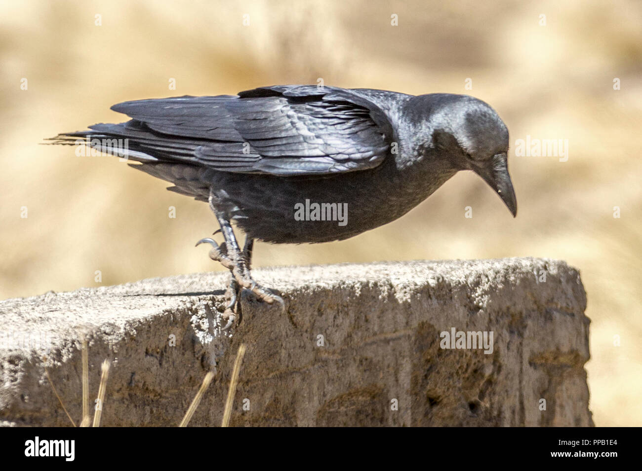 Fan-tailed raven, (Corvus rhipidurus) is a passerine bird of the crow ...