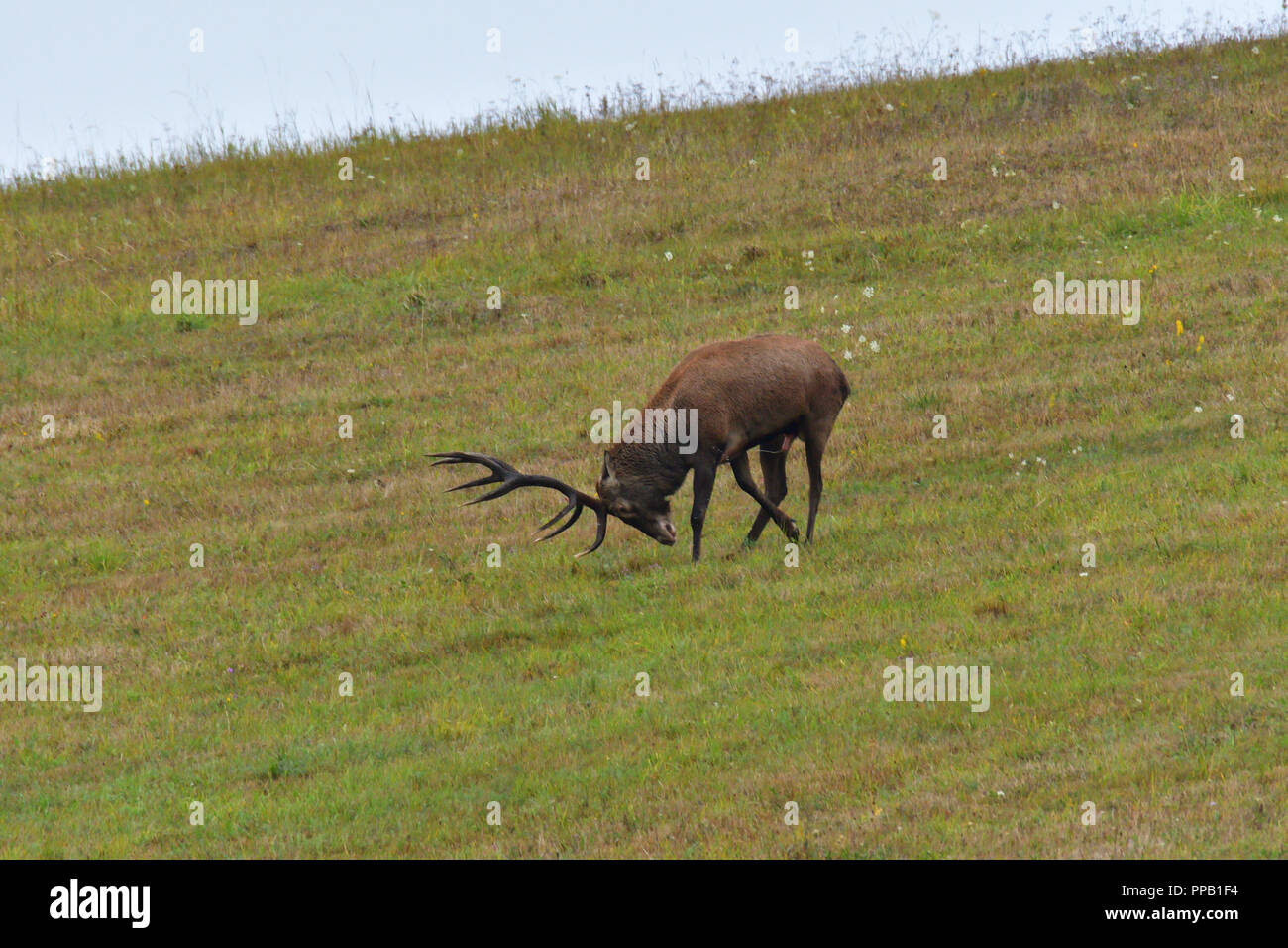 Stag walking on meadow in deer rut season Stock Photo - Alamy