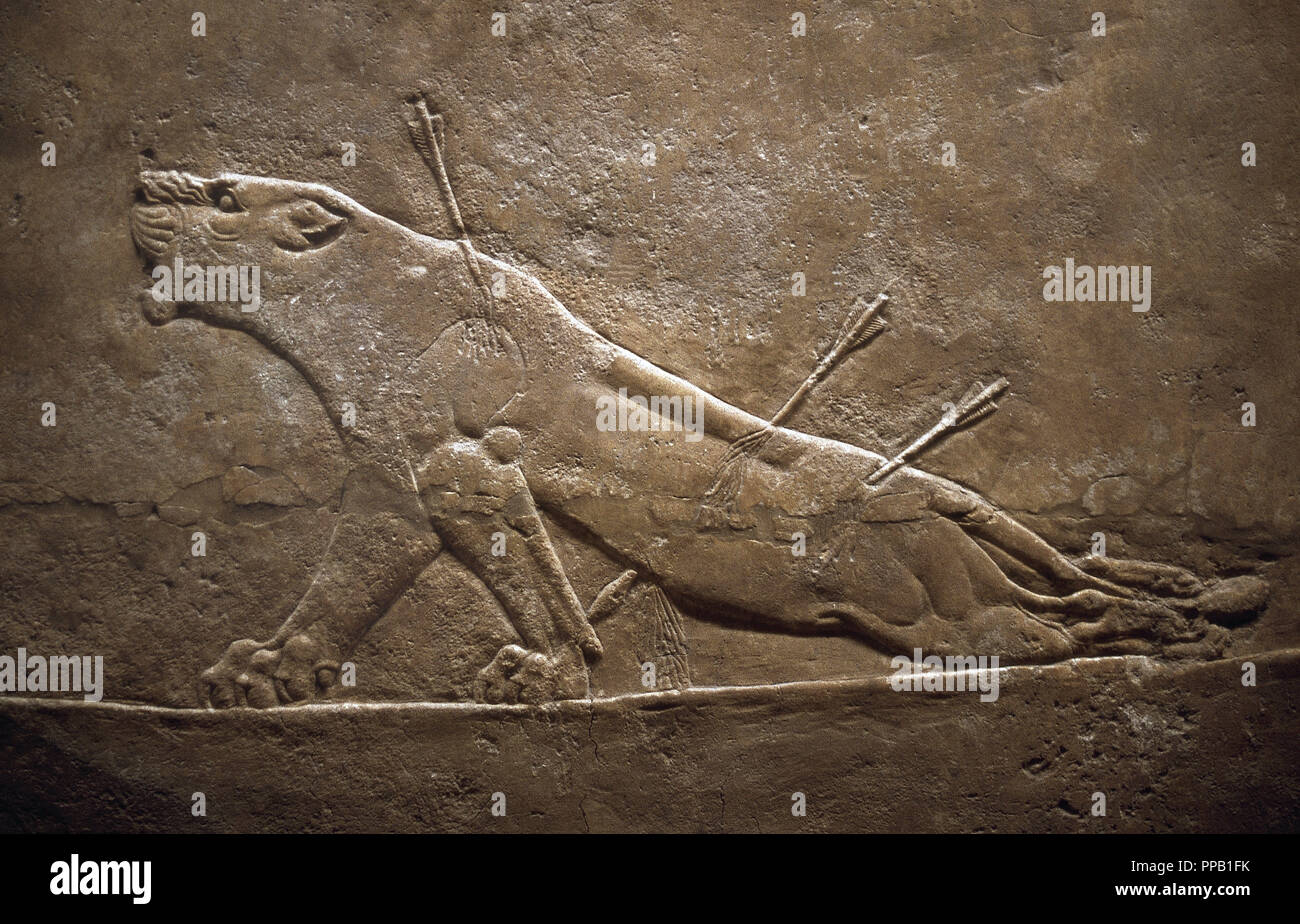 Assyrian relief sculpture panel from the lion hunt showing a dying lion ...