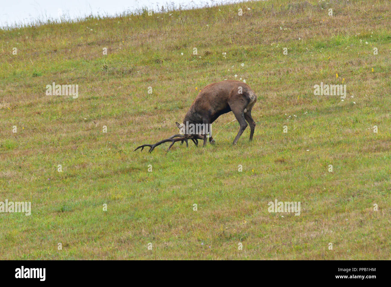 Stag walking on meadow in deer rut season Stock Photo - Alamy