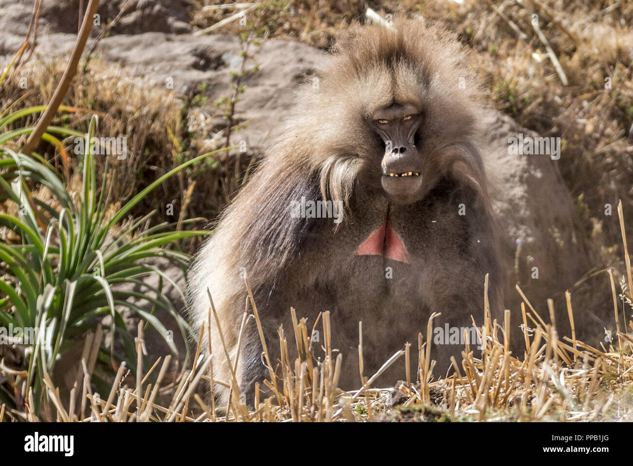 Ethiopian Monkey High Resolution Stock Photography and Images - Alamy