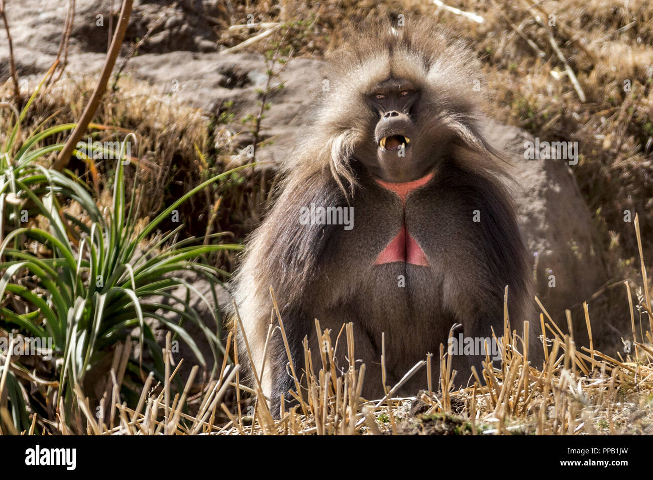 Male Gelada baboon, old world monkey, Theropithecus gelada aka bleeding ...