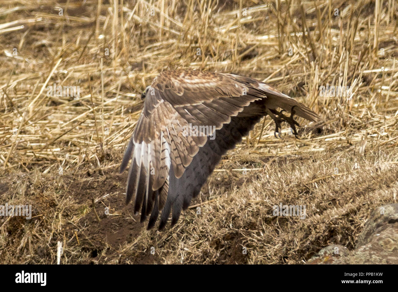 Long legged buzzard flying hi-res stock photography and images - Alamy