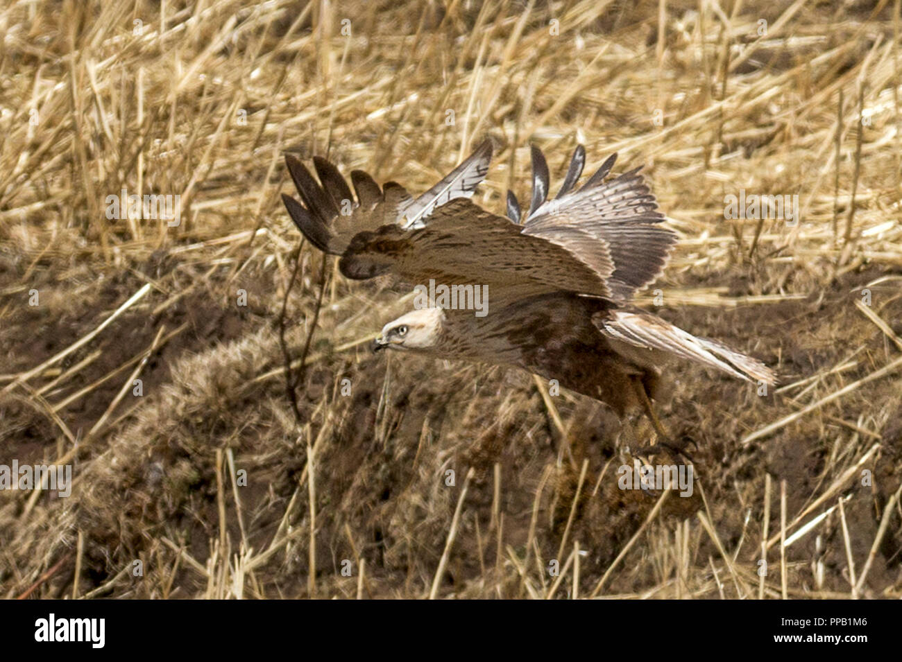 Long legged buzzard flying hi-res stock photography and images - Alamy