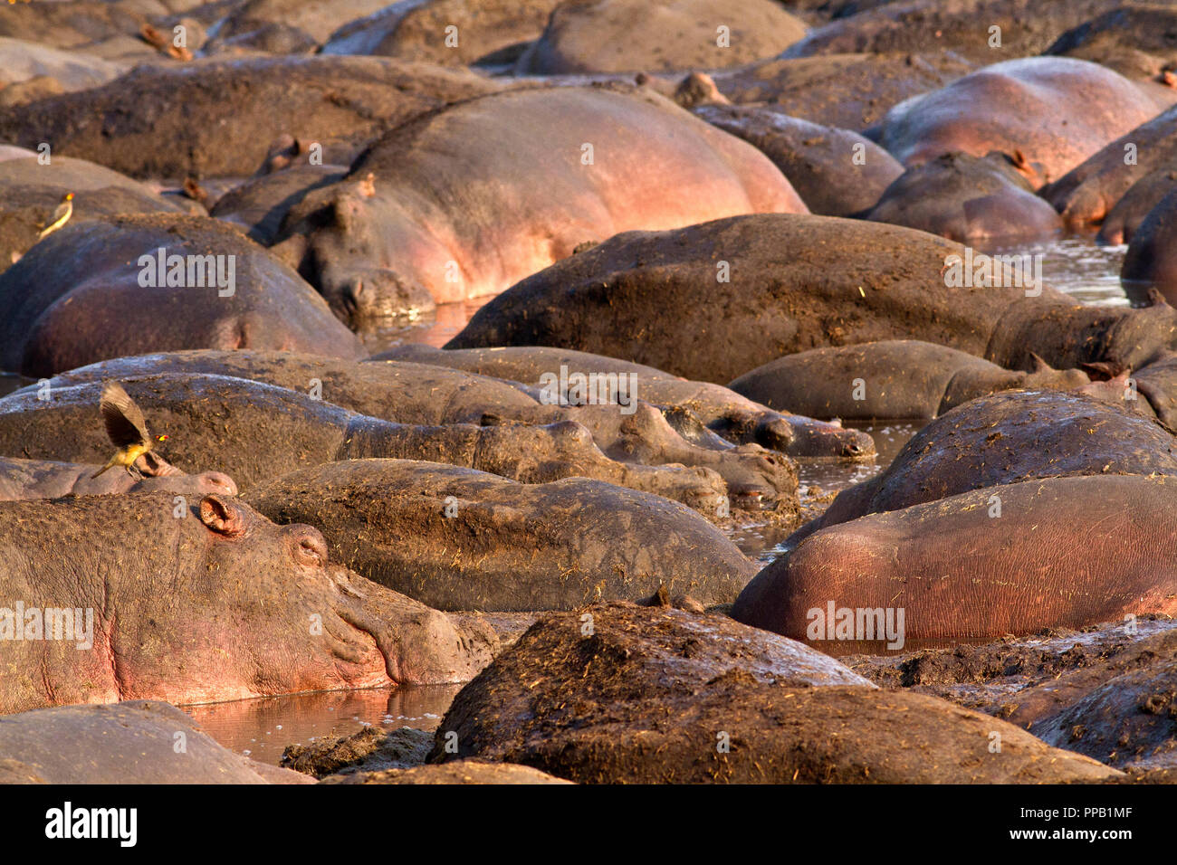 As the dry season progresses the concentration of hippo at the Ikuu ...