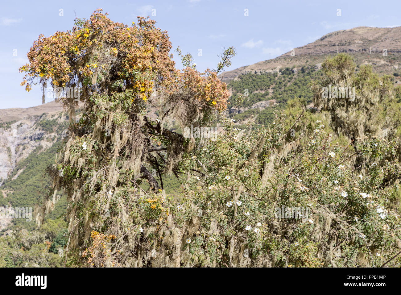 Abyssinian rose hi-res stock photography and images - Alamy