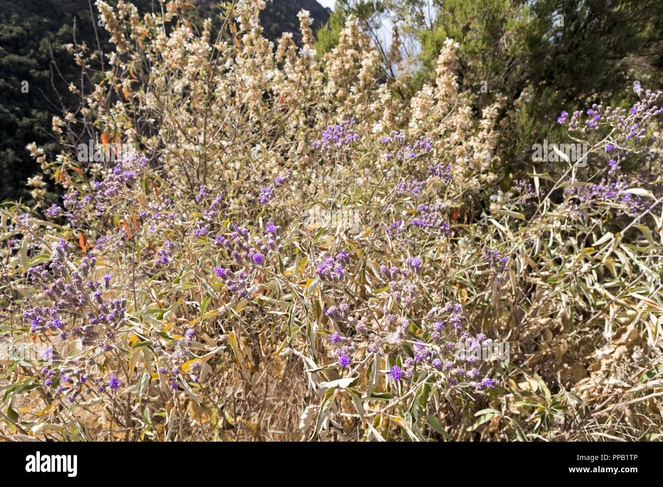 Ethiopia flowers hi-res stock photography and images - Alamy