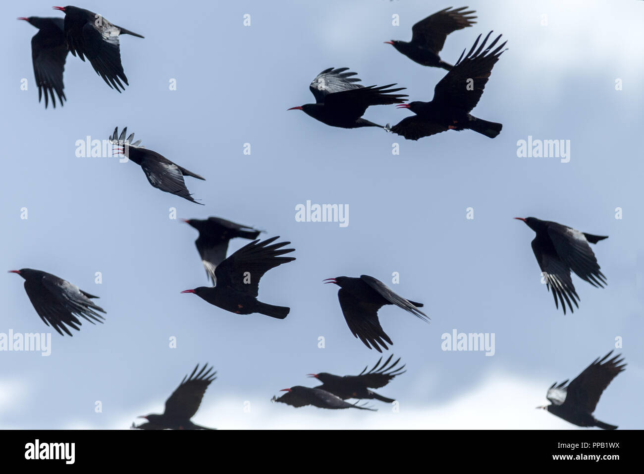 Crow flock park hi-res stock photography and images - Alamy