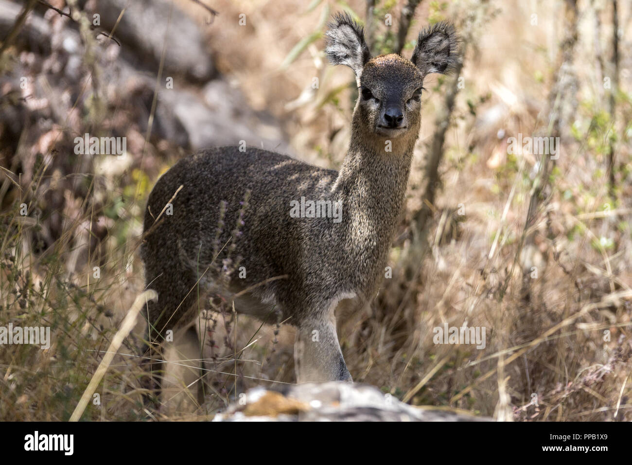 Female Klipspringer, Oreotragus oreotragus, is a small antelope ...