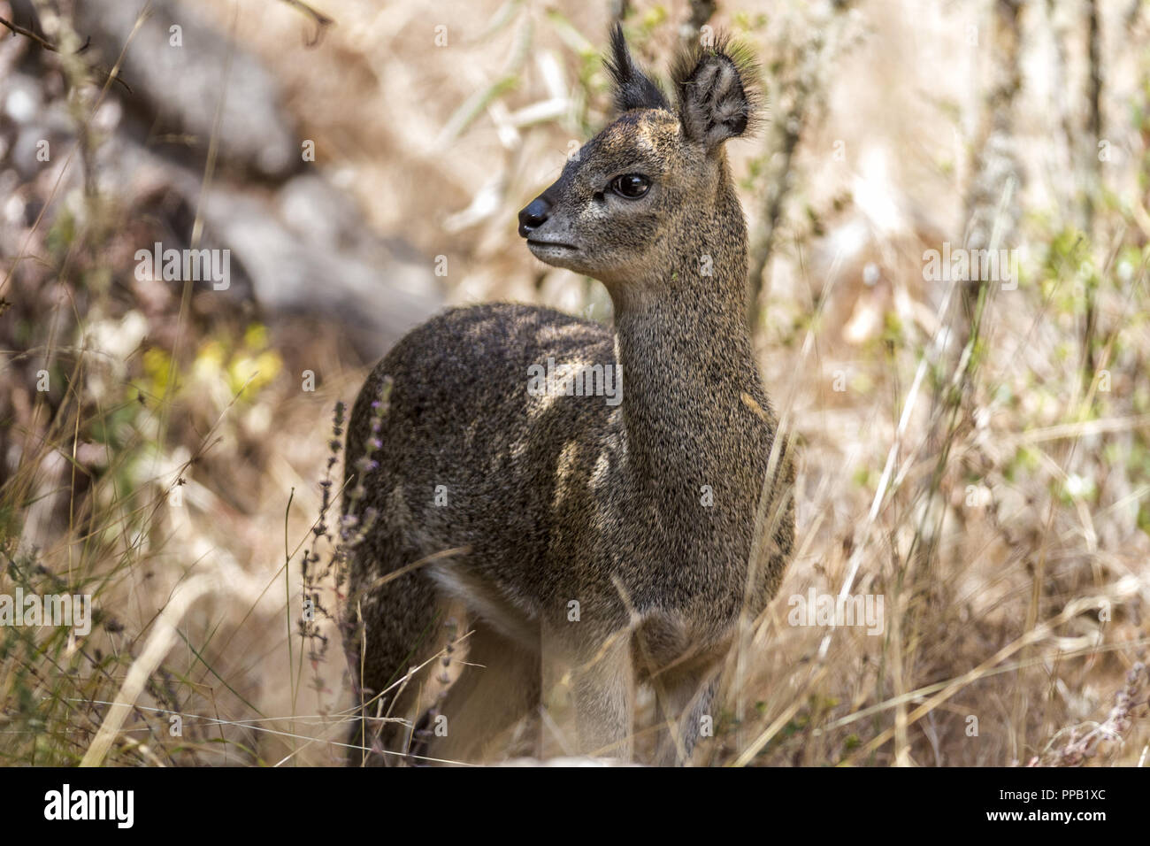 Female Klipspringer, Oreotragus oreotragus, is a small antelope ...