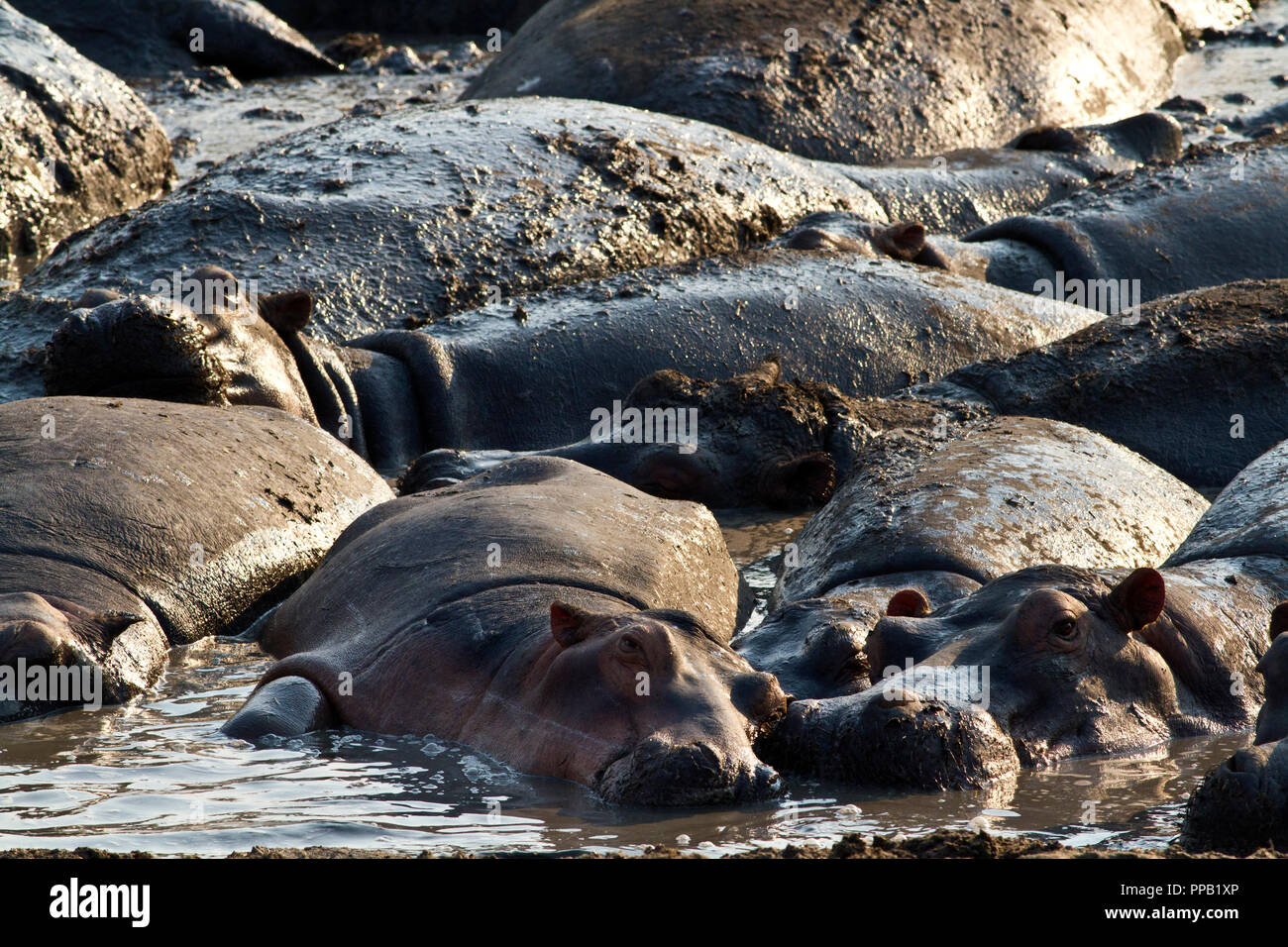 Hippos spend the day resting and wallowing in the pool at Ikuu in ...