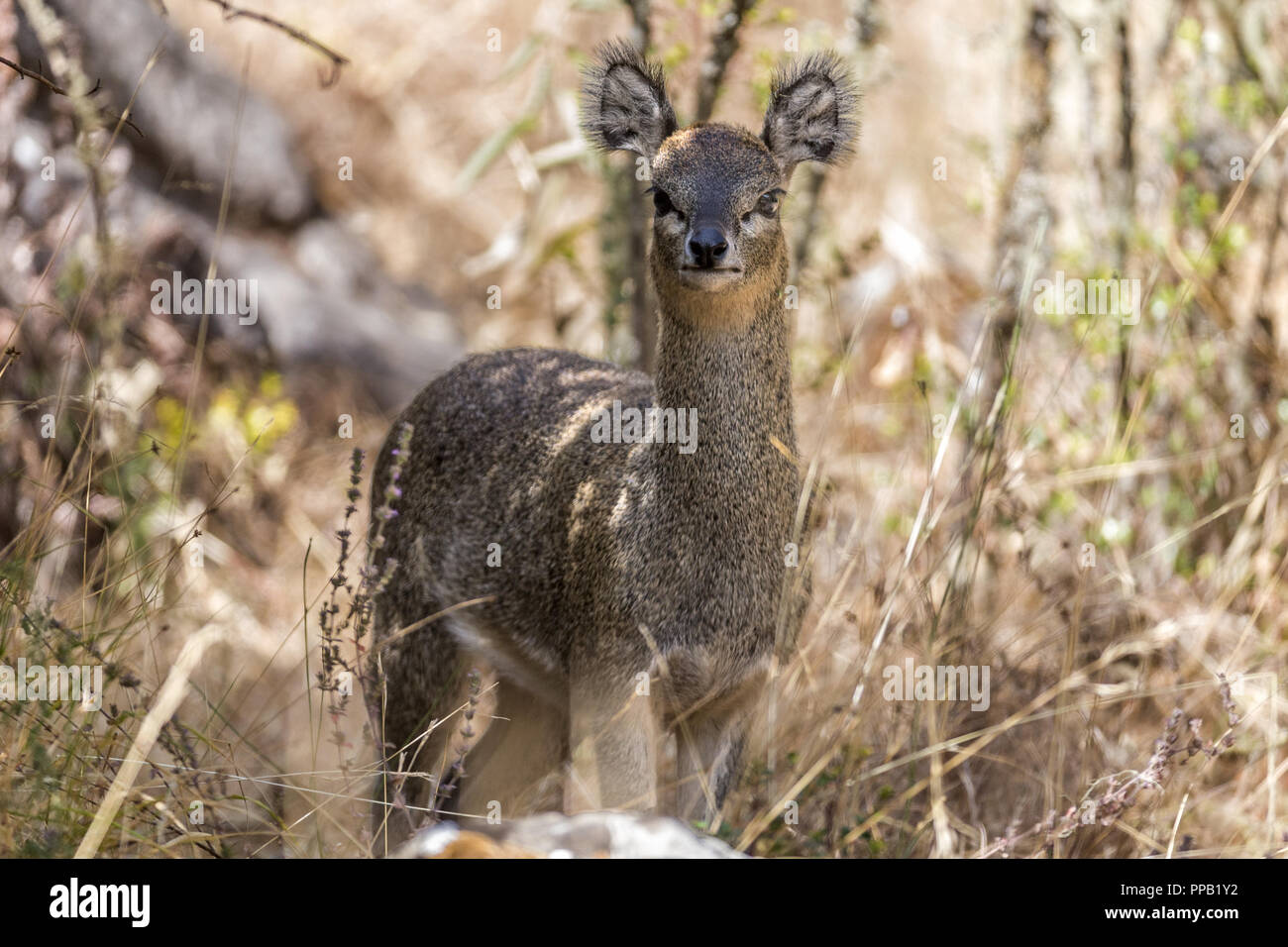 Female Klipspringer, Oreotragus oreotragus, is a small antelope ...