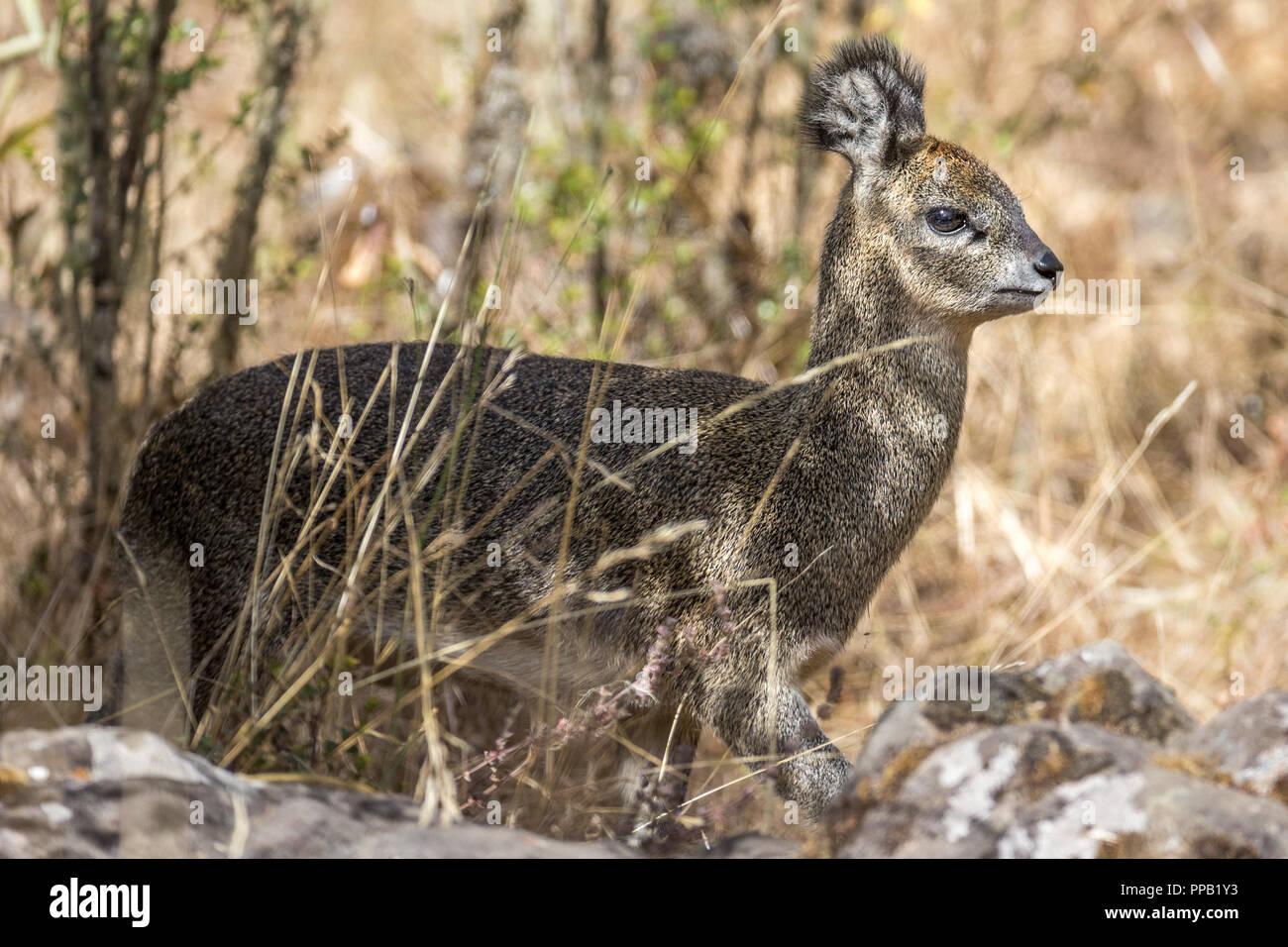 Female Klipspringer, Oreotragus oreotragus, is a small antelope ...