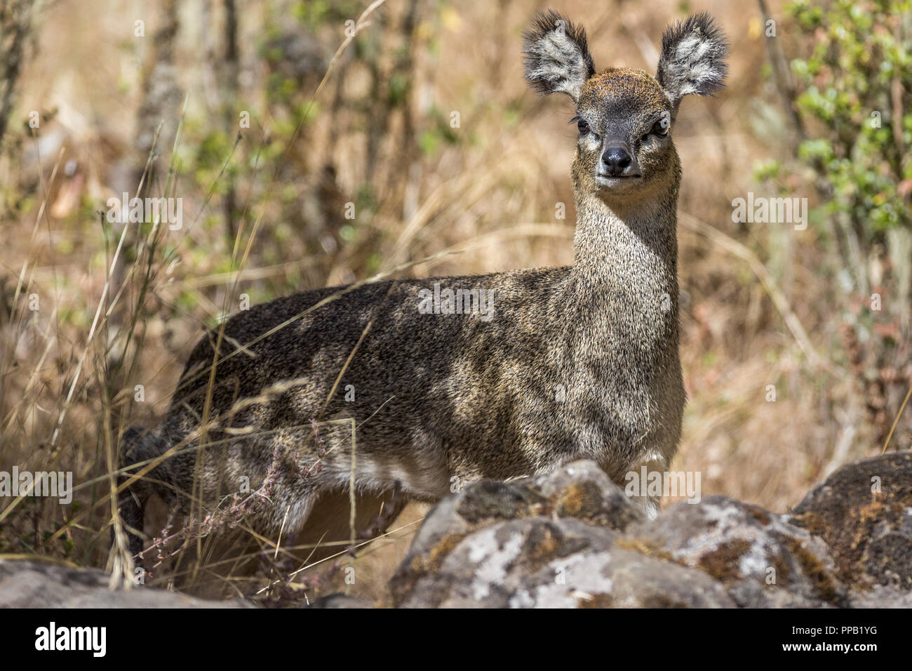 Female Klipspringer, Oreotragus oreotragus, is a small antelope ...