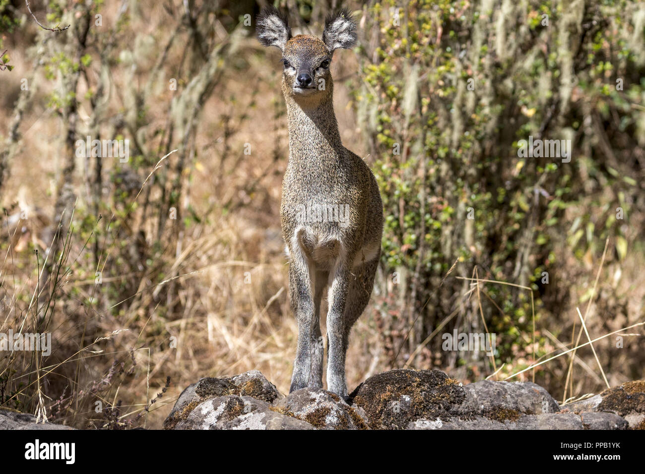 Female Klipspringer, Oreotragus oreotragus, is a small antelope ...