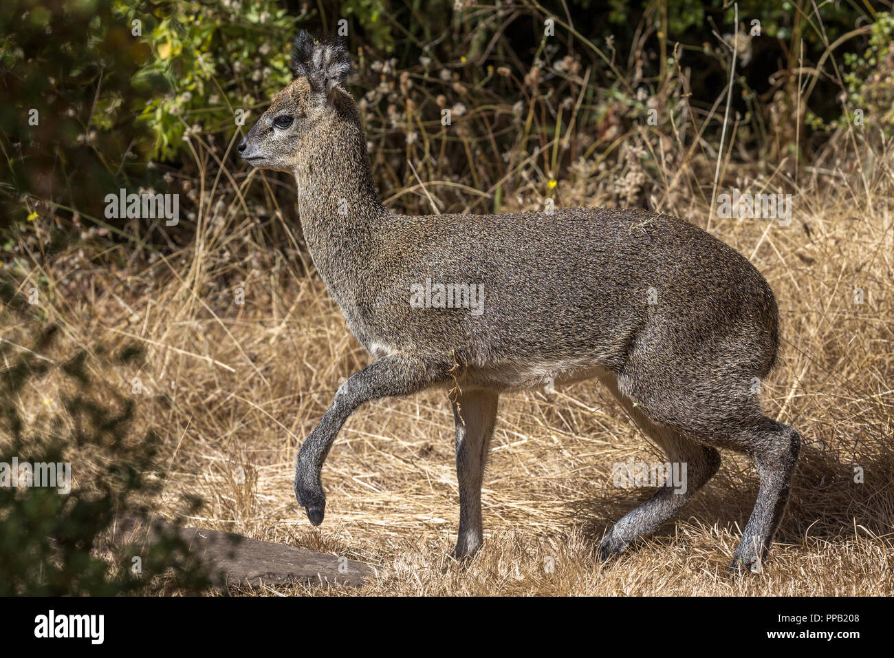 Female Klipspringer, Oreotragus oreotragus, is a small antelope ...