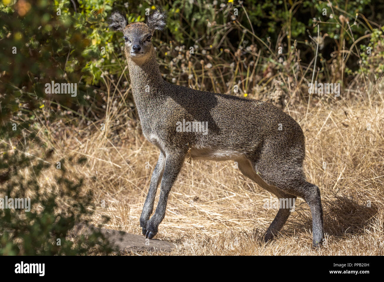 Female Klipspringer, Oreotragus oreotragus, is a small antelope ...