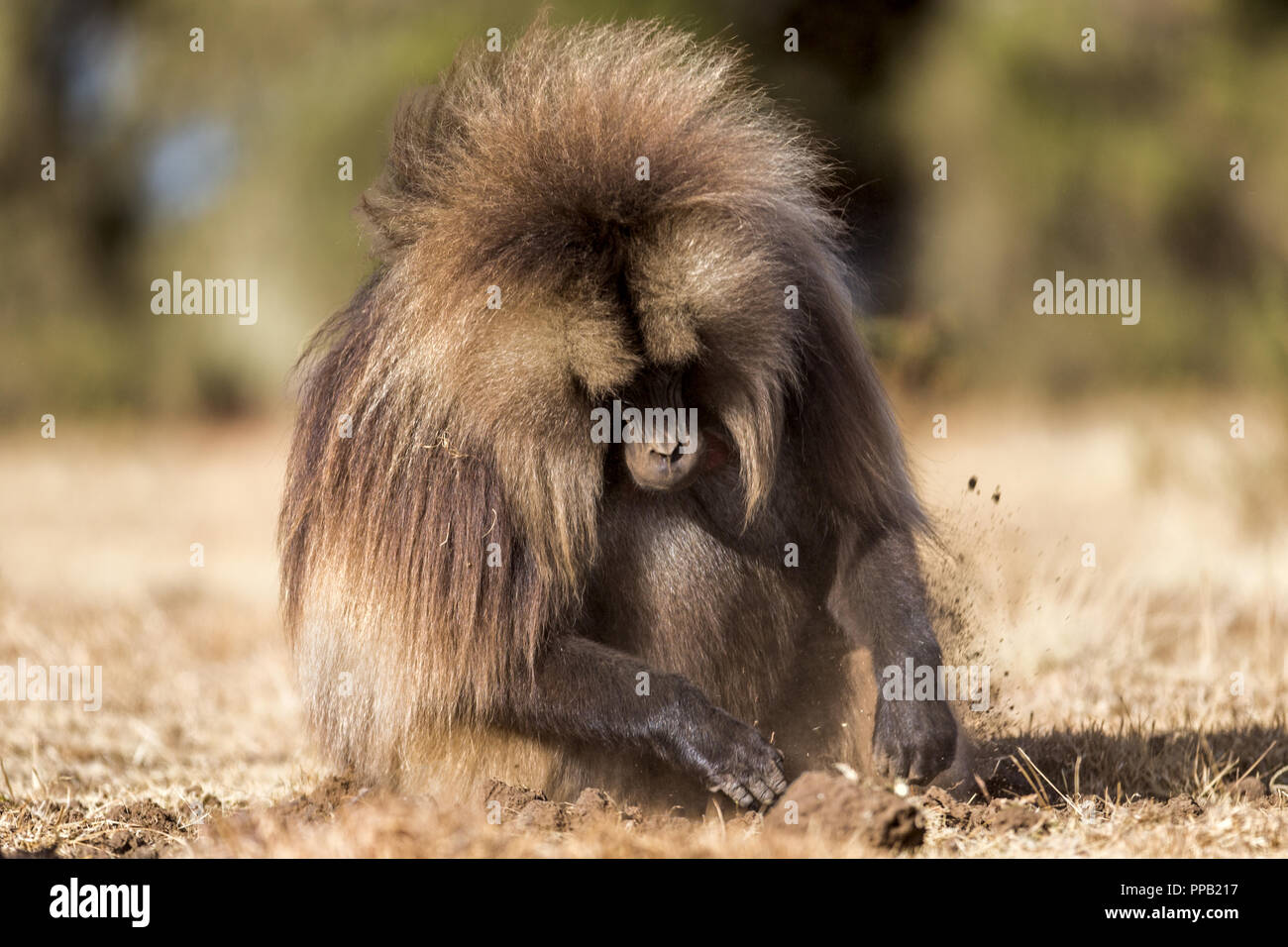 Male Gelada baboon, old world monkey, Theropithecus gelada aka bleeding ...